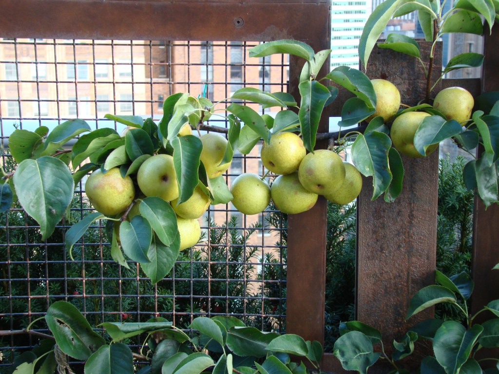 Battery Rooftop Garden Blog | Growing Food 35 Floors Above NY Harbor